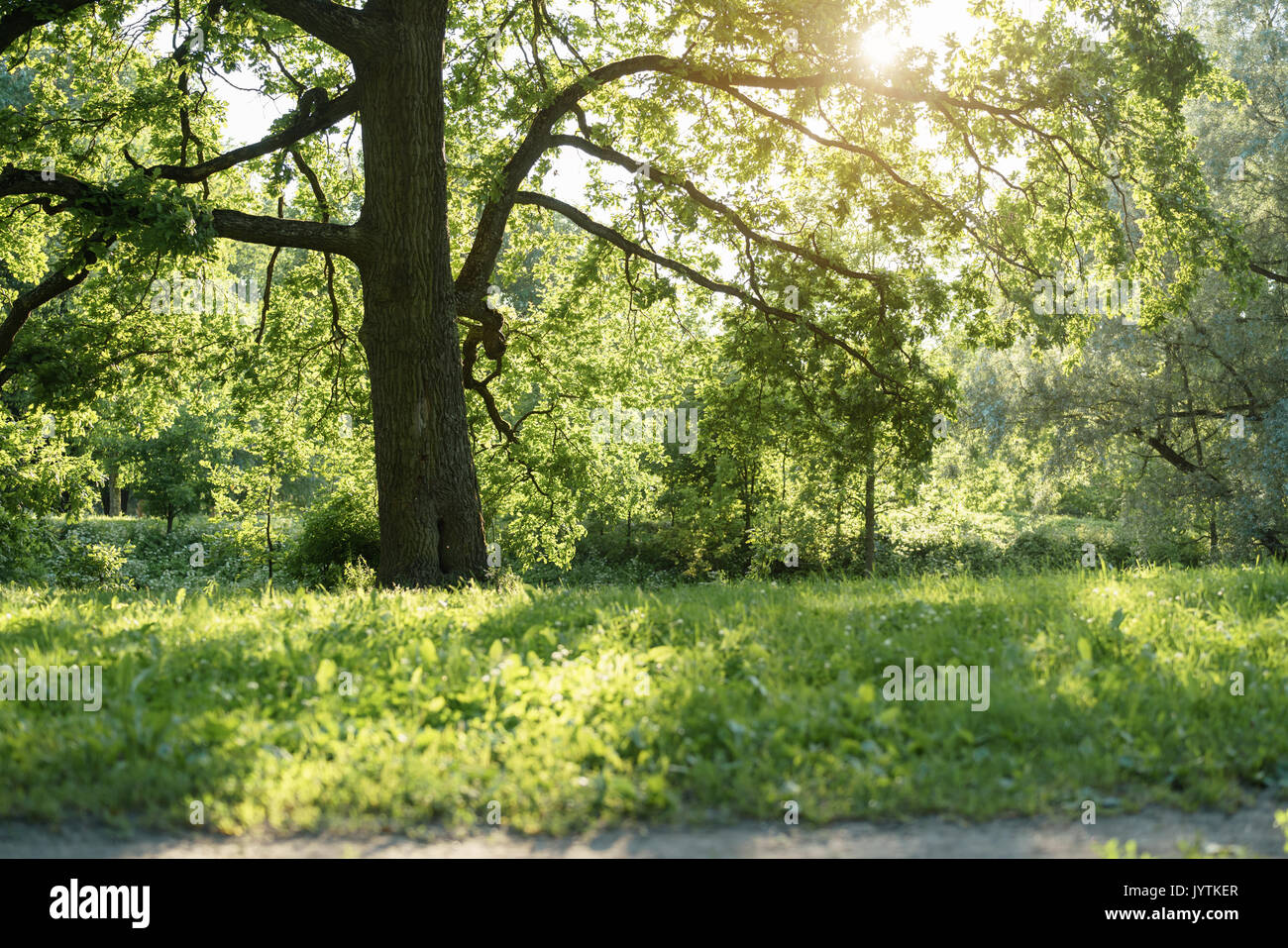 old oak tree in summer sunset on meadow Stock Photo - Alamy