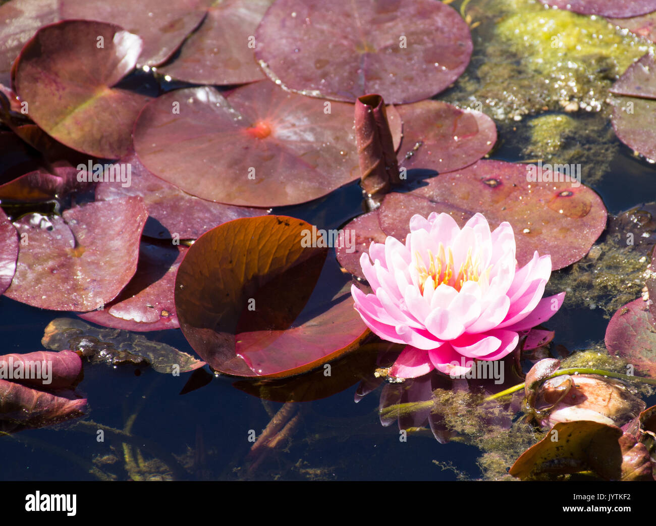 Multiple petals hi-res stock photography and images - Alamy