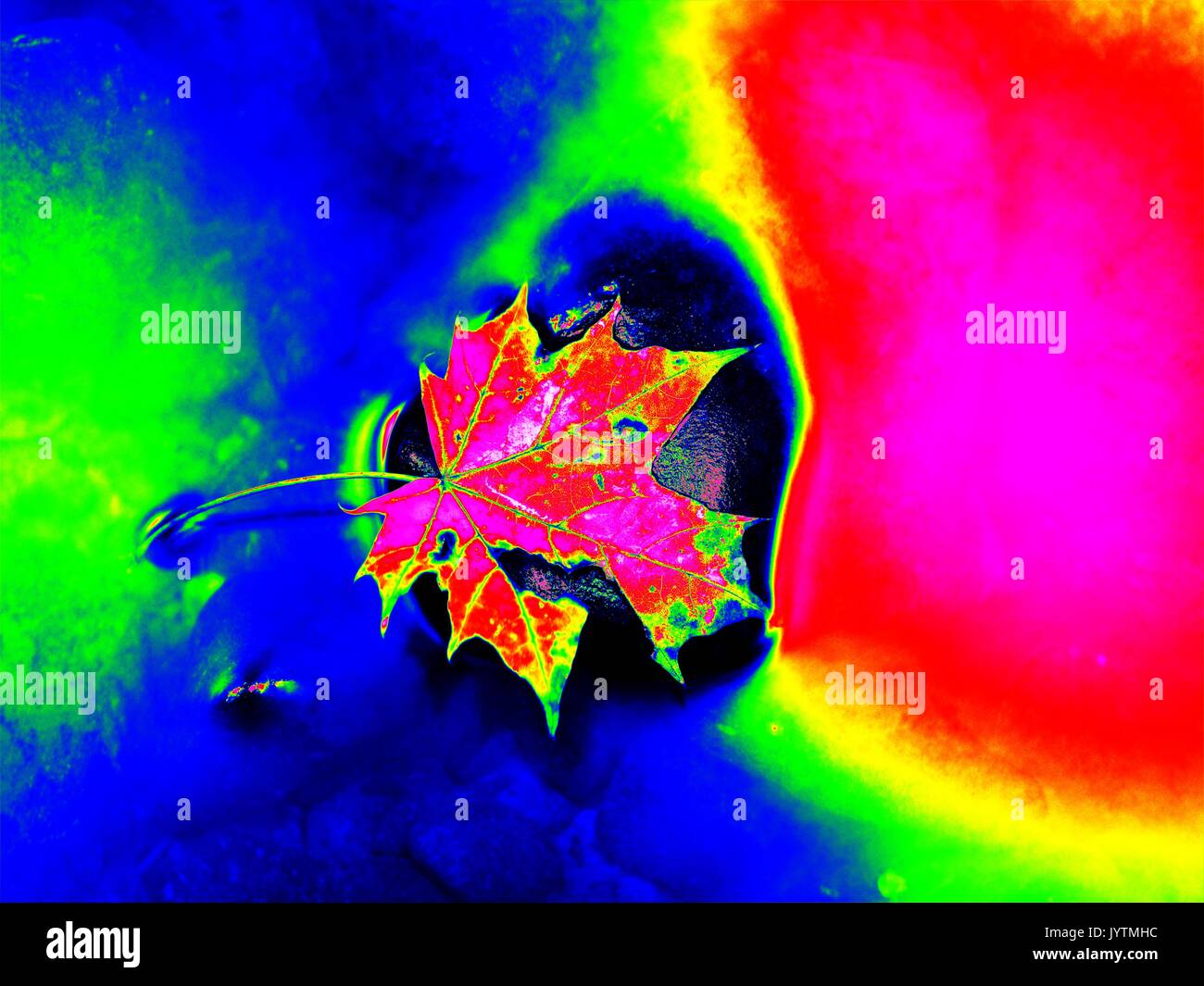Ultraviolet scan. Infrared photo. The colorful broken leaf from maple ...