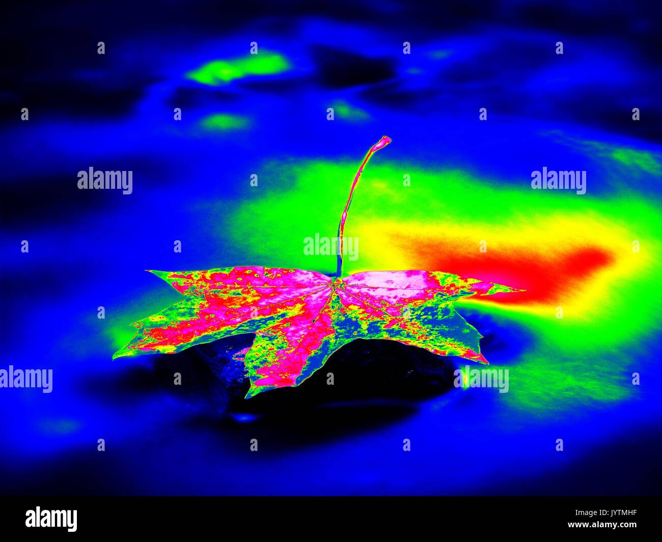 Ultraviolet scan. Infrared photo. The colorful broken leaf from maple ...