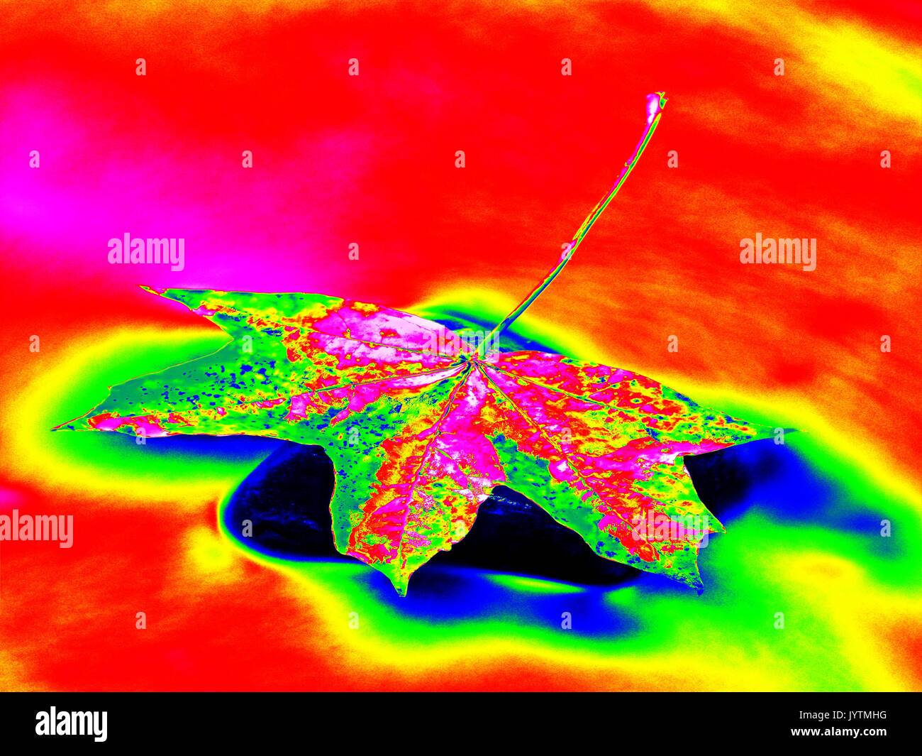 Ultraviolet scan. Infrared photo. The colorful broken leaf from maple ...