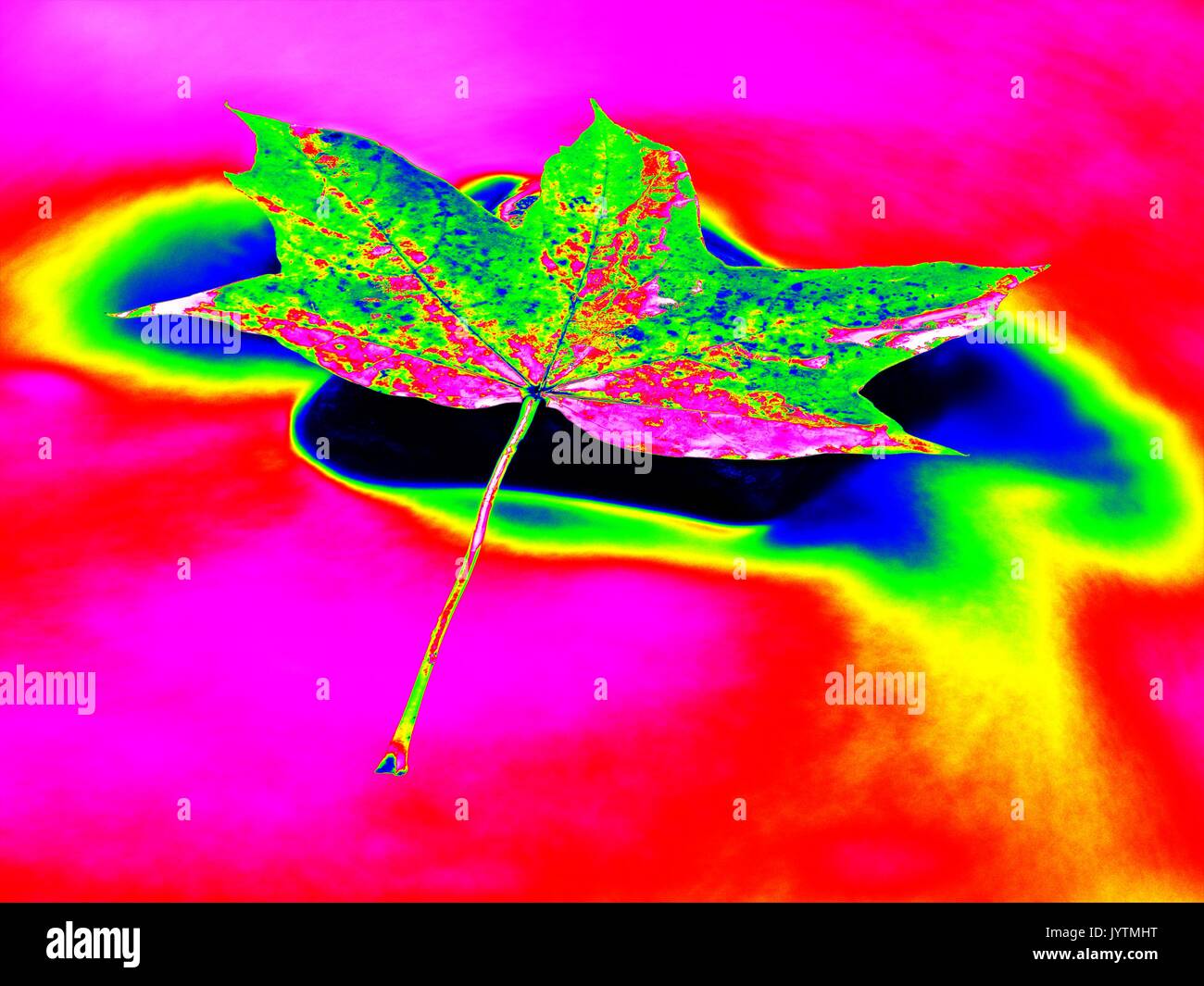 Ultraviolet scan. Infrared photo. The colorful broken leaf from maple ...