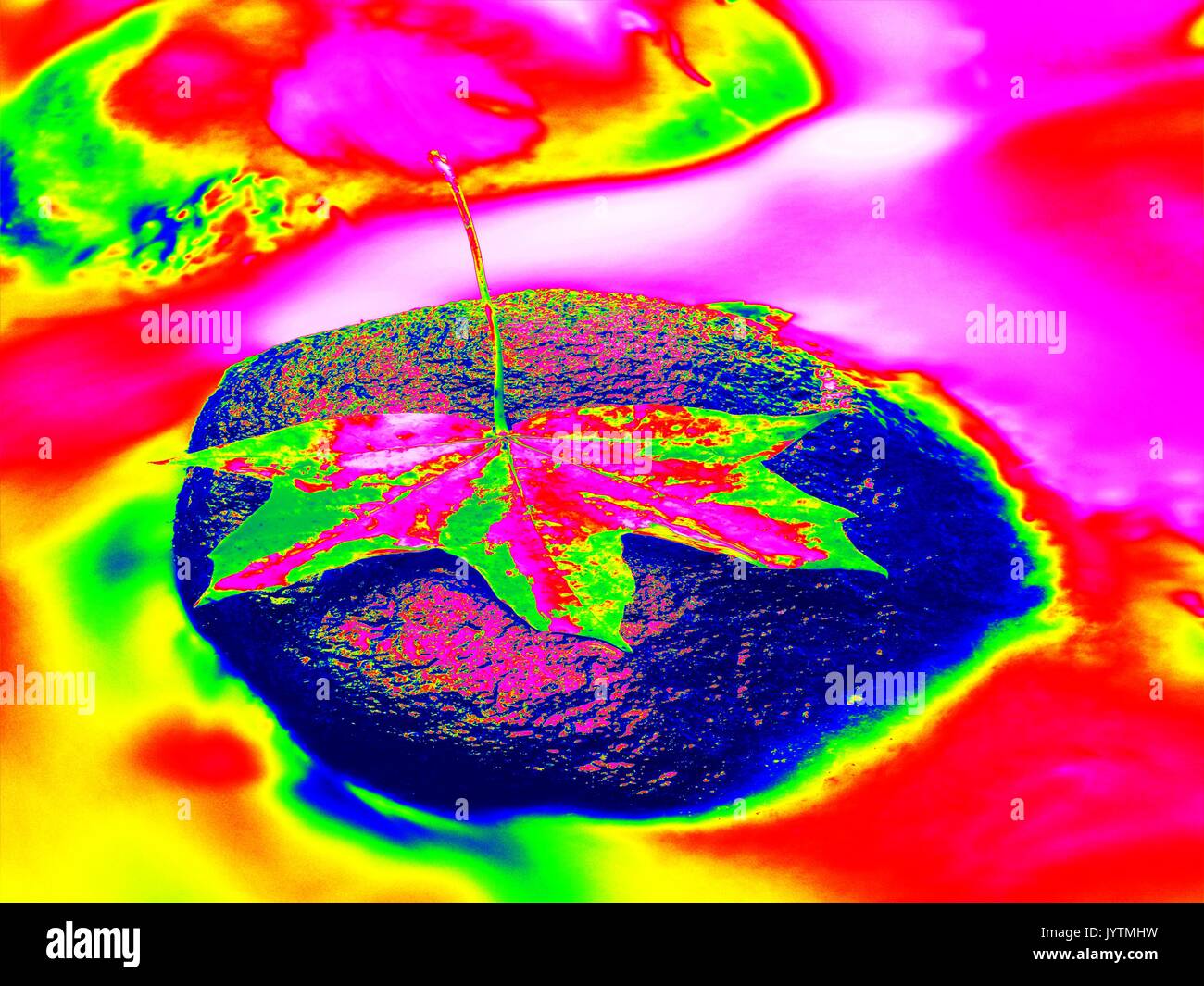 Ultraviolet scan. Infrared photo. The colorful broken leaf from maple ...