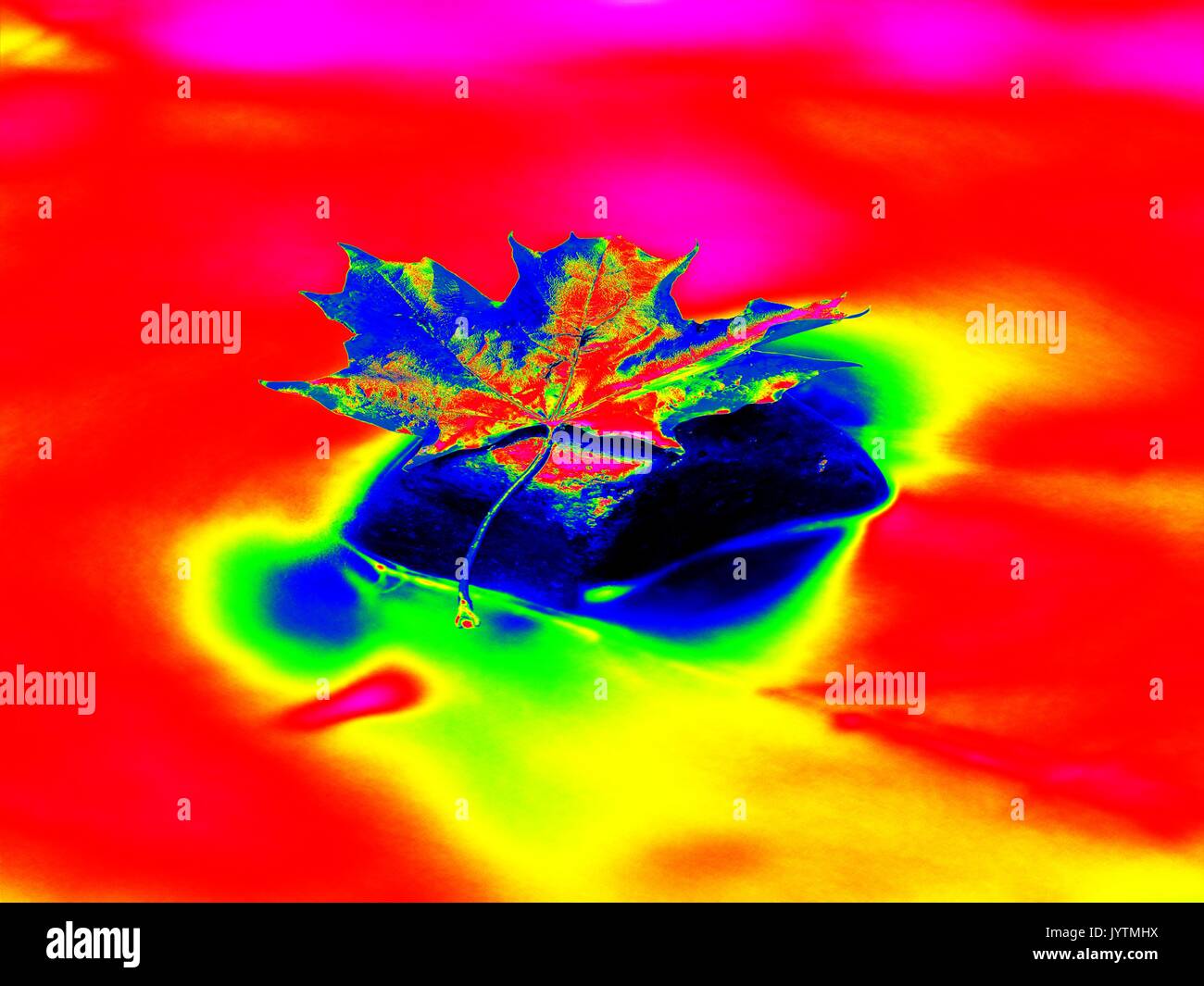 Ultraviolet scan. Infrared photo. The colorful broken leaf from maple ...