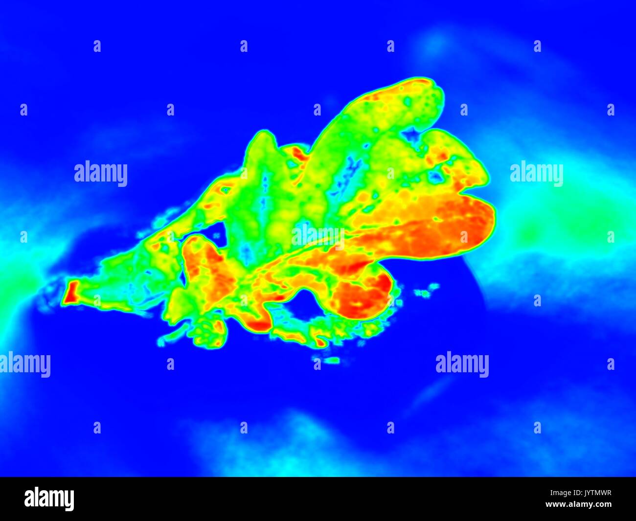 Infrared scan of leaves in river. Maple and oak leaves on stream water ...