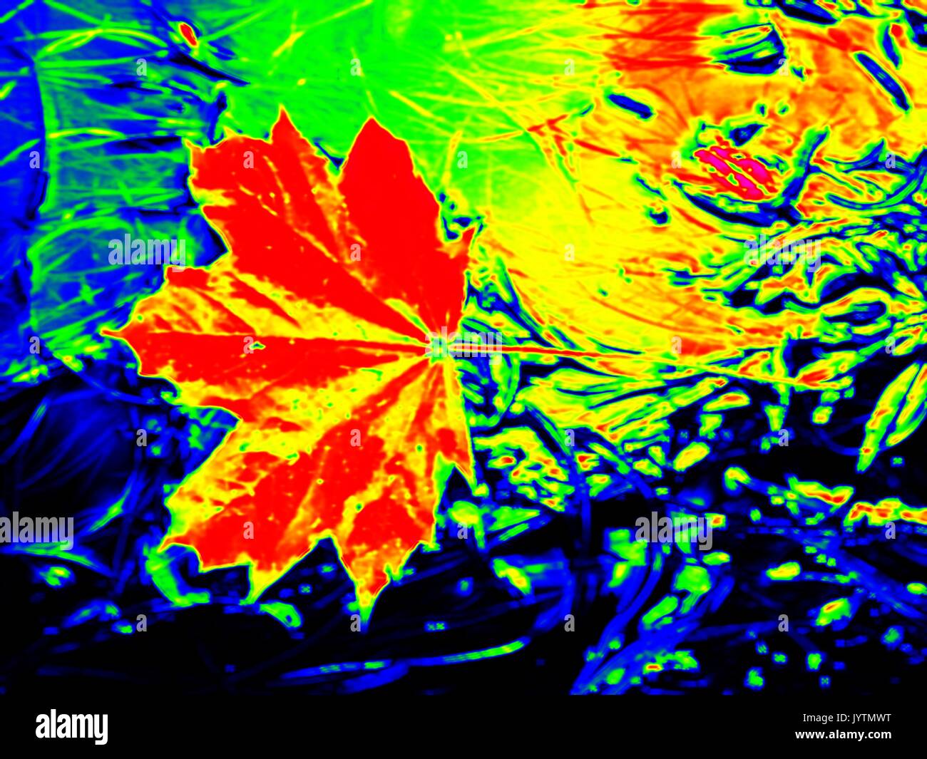 Infrared scan of leaves in river. Maple leaves on stream water level ...