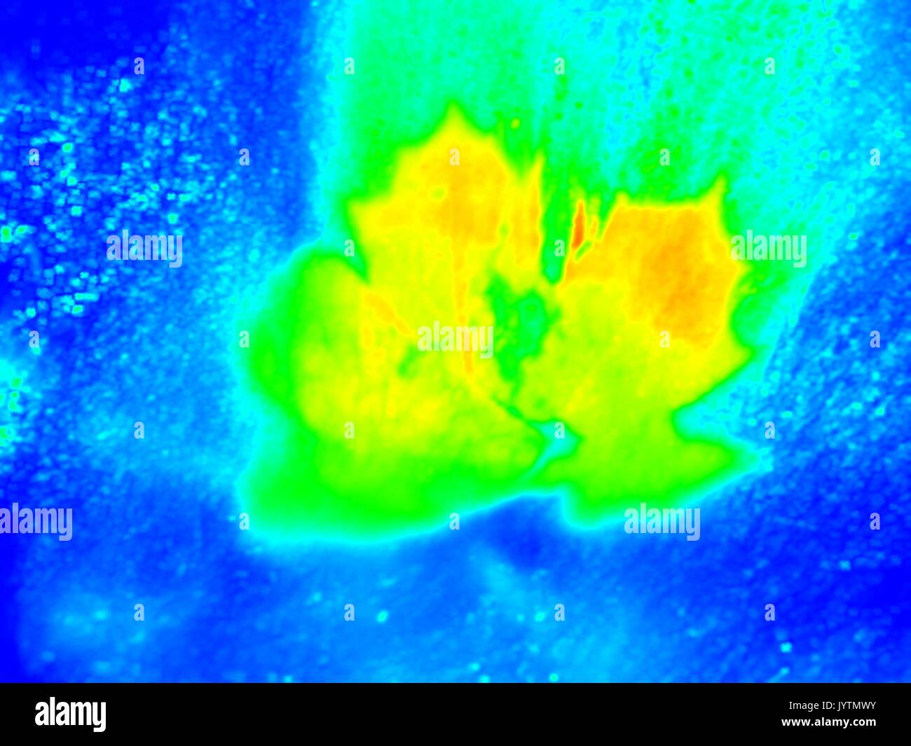 Infrared scan of leaves in river. Maple and oak leaves on stream water ...