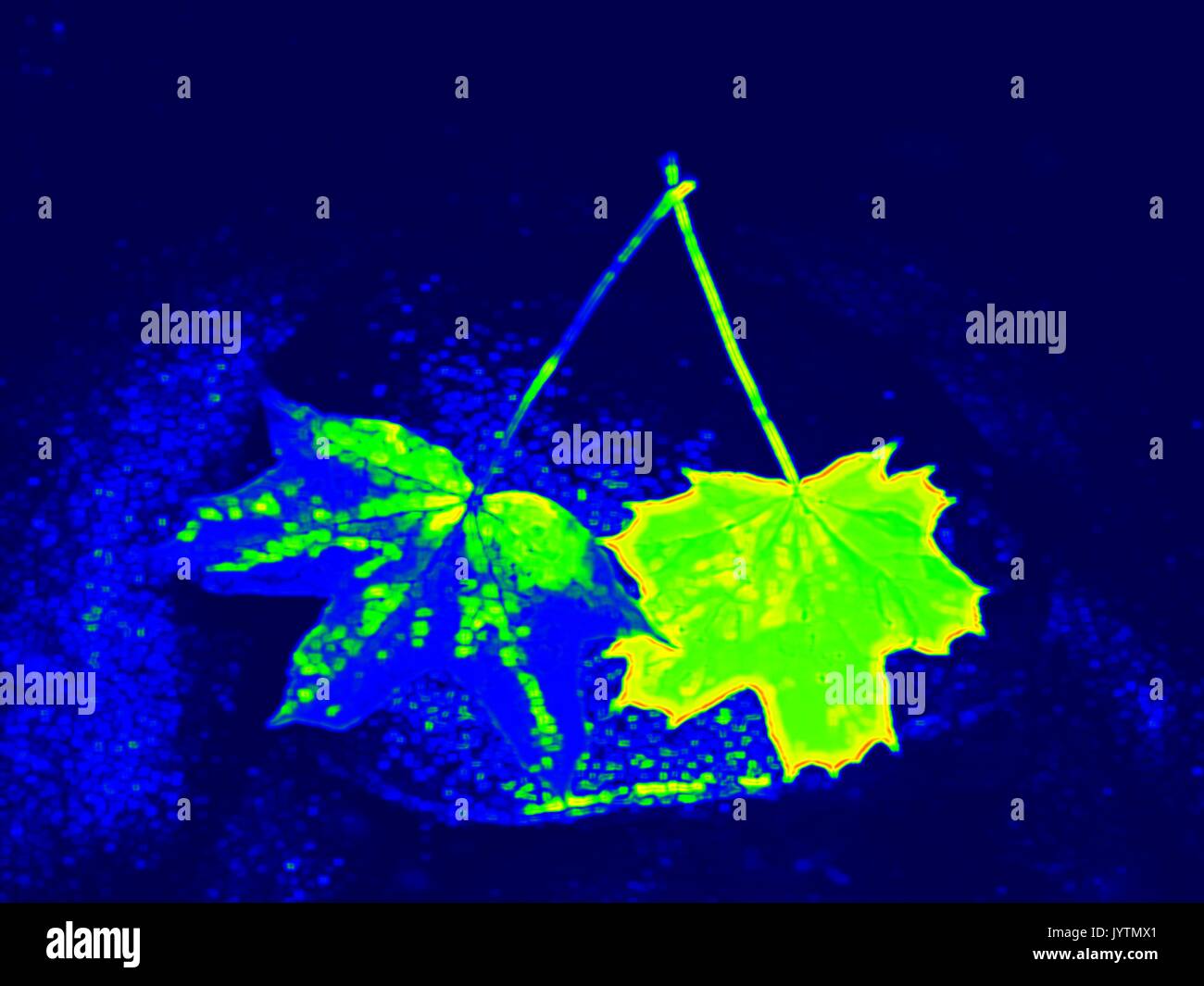 Infrared scan of leaves in river. Maple leaves on stream water level ...