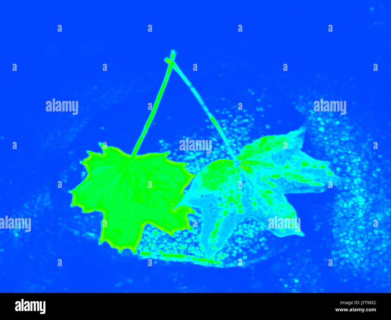 Infrared scan of leaves in river. Maple leaves on stream water level ...