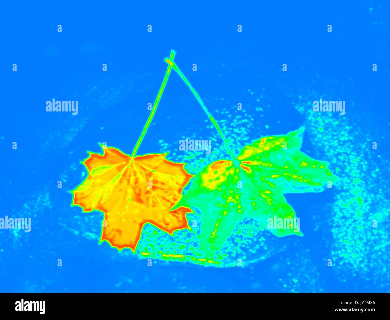 Infrared scan of leaves in river. Maple and oak leaves on stream water ...