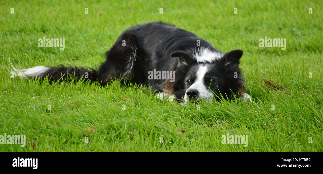 Working border collie hi-res stock photography and images - Alamy