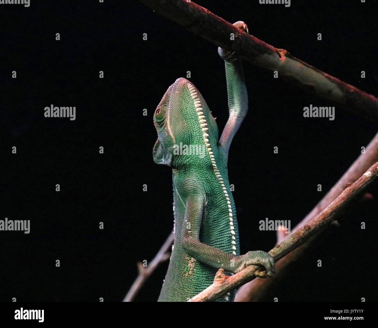Veiled chameleon climbing Stock Photo - Alamy