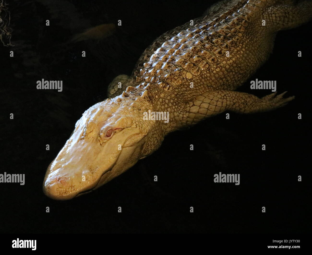 White alligator albino hi-res stock photography and images - Alamy