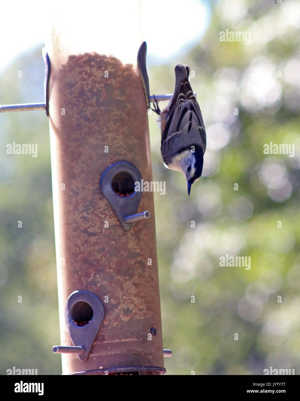 White-breasted Nuthatcher on bird feeder Stock Photo - Alamy