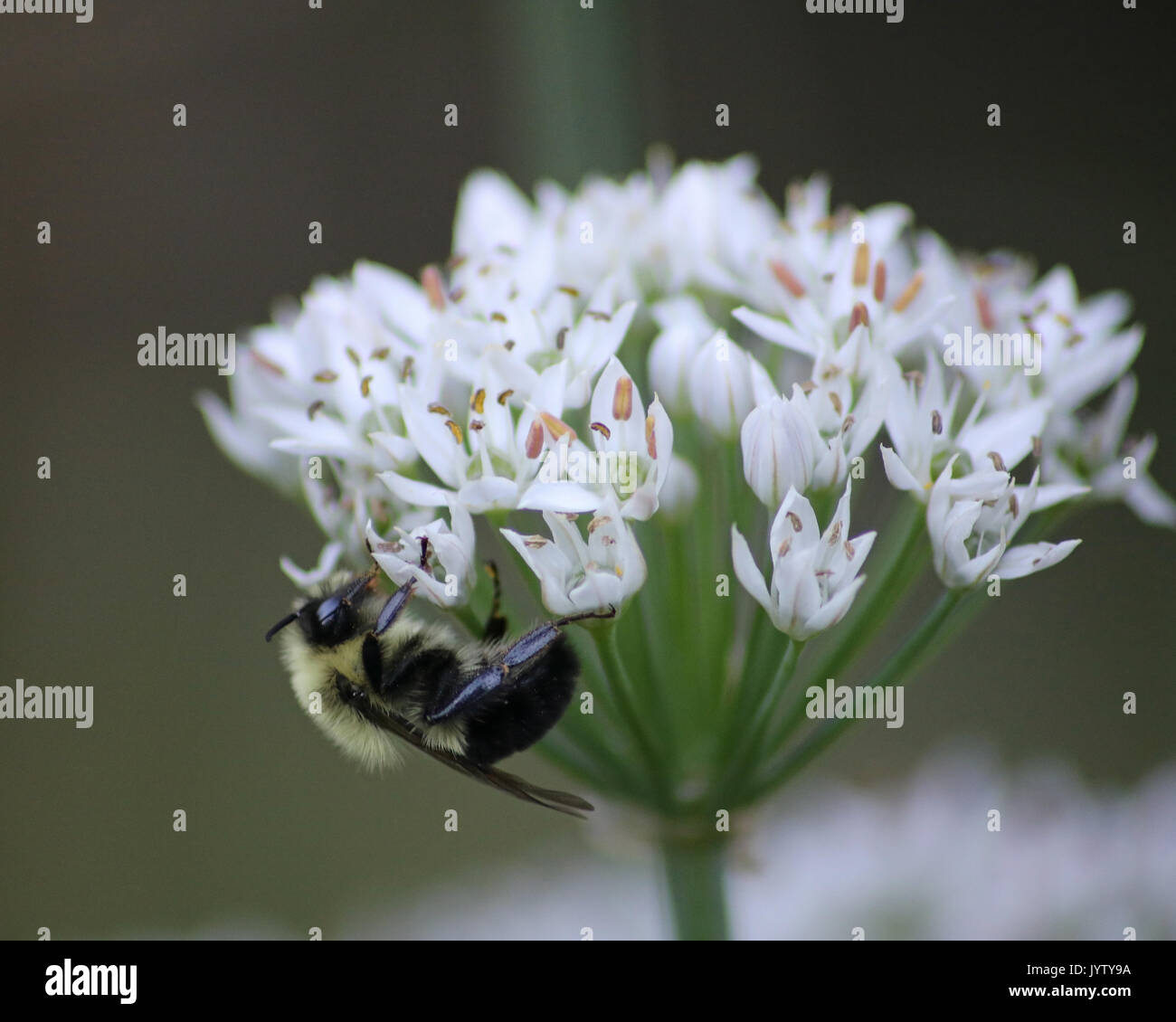 Insect pollinated plant hi-res stock photography and images - Alamy