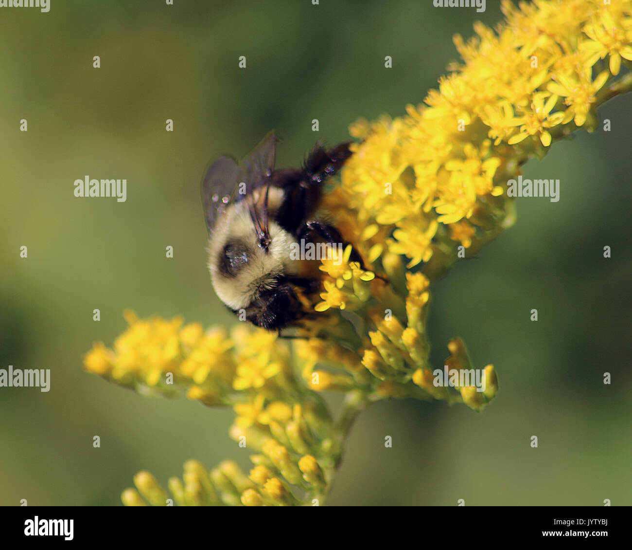 Wildflowers garden bee hi-res stock photography and images - Alamy