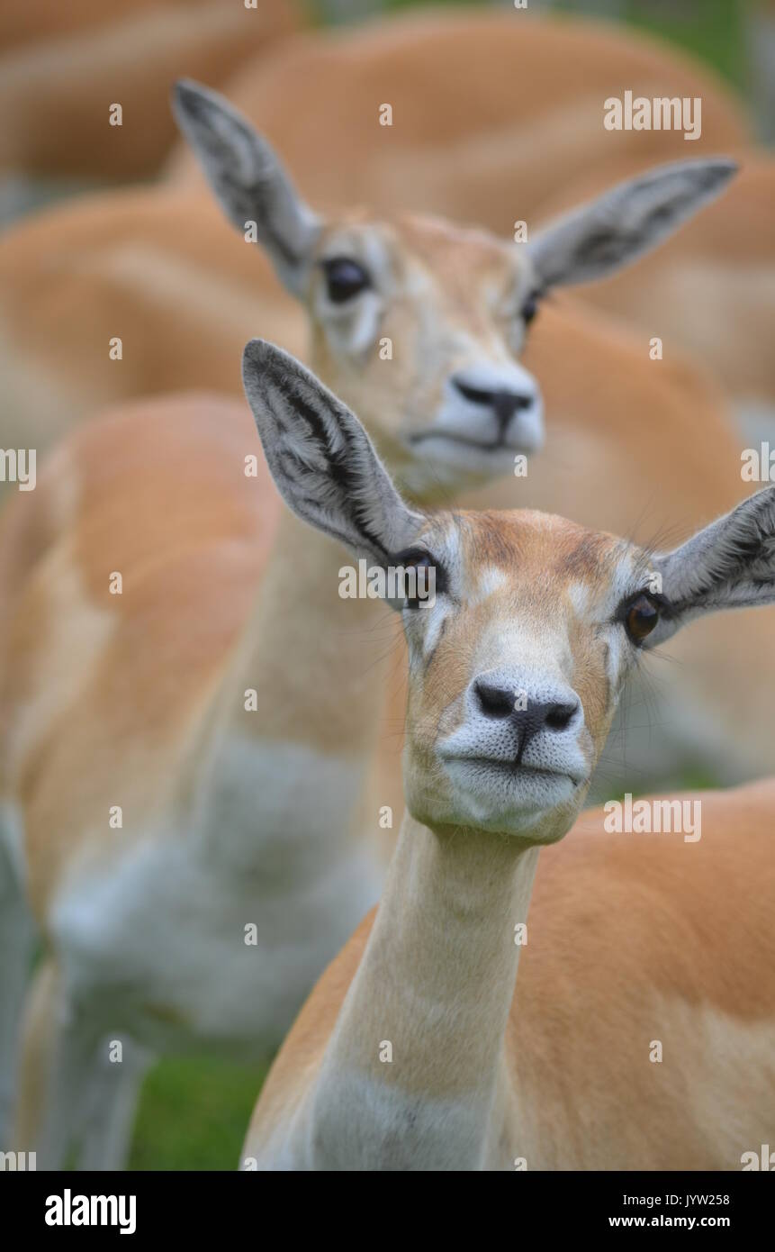 Animal gods hi-res stock photography and images - Alamy