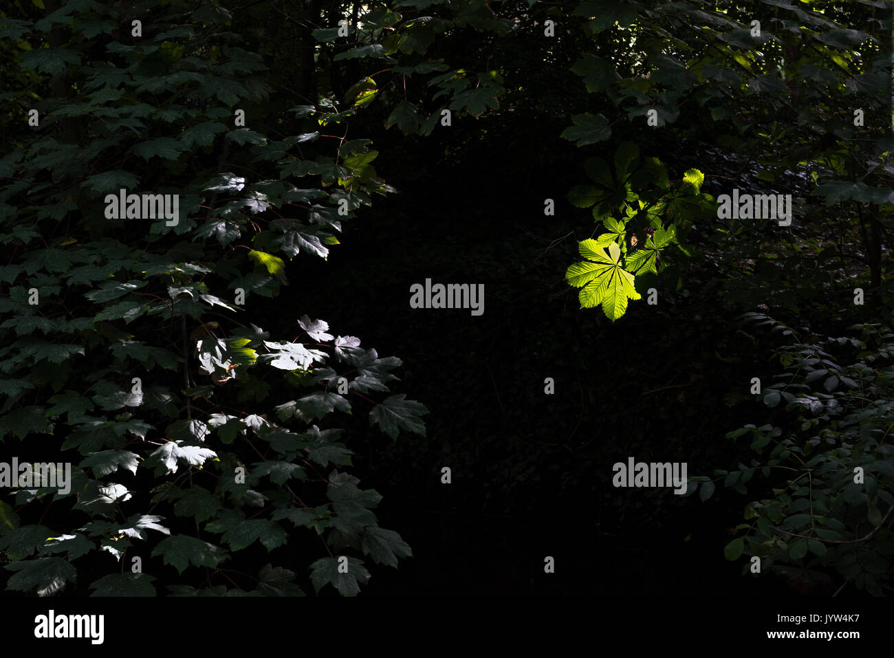 Black leaf streak hi-res stock photography and images - Alamy