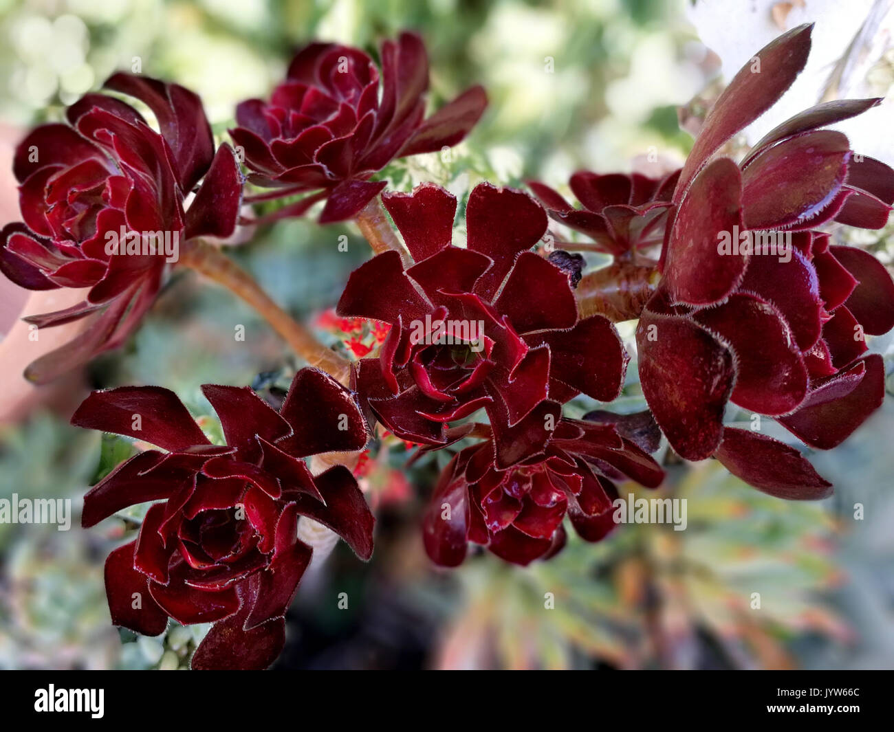 Red succulents plants Stock Photo - Alamy