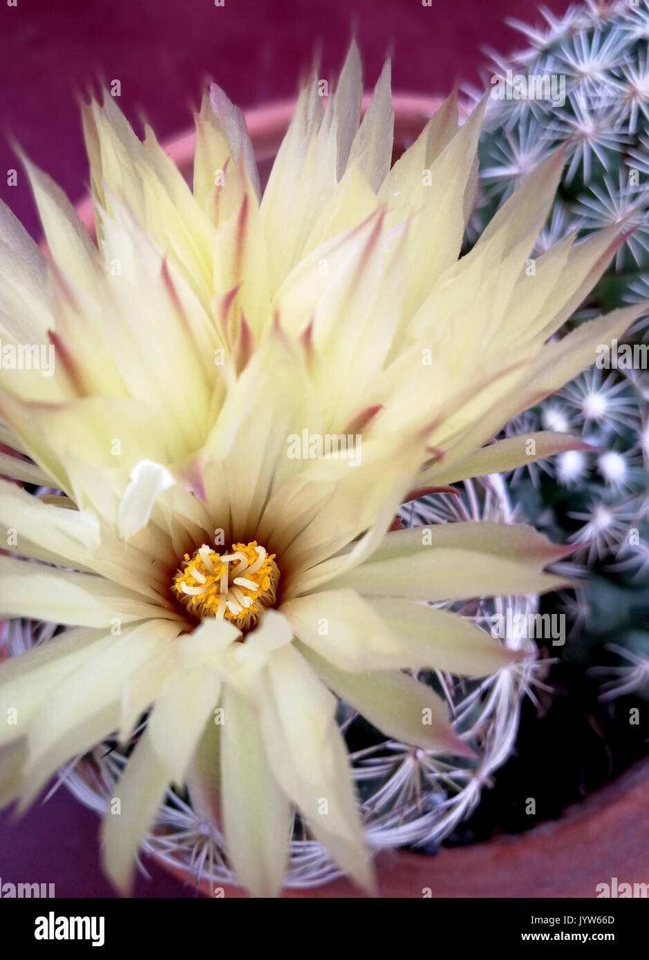 Beautiful cactus flowers Stock Photo - Alamy
