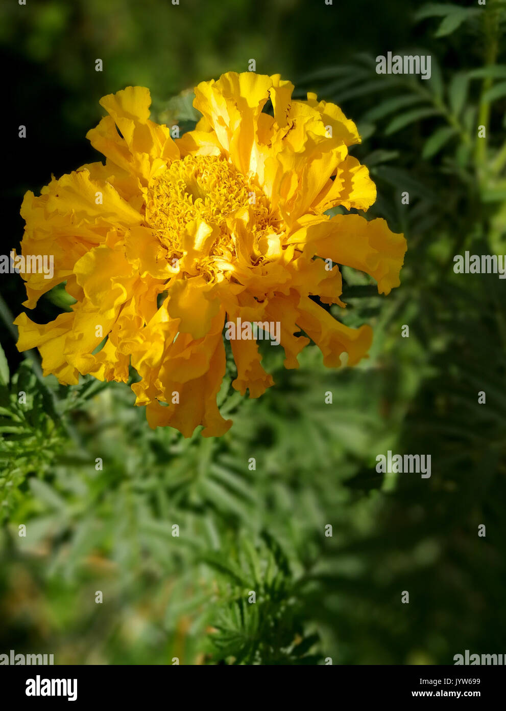 Natural tagetes in the garden Stock Photo - Alamy