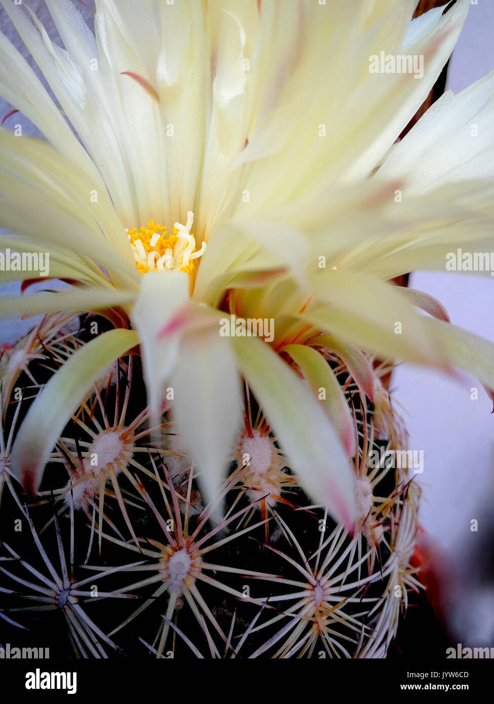 Cactus with flowers Stock Photo - Alamy