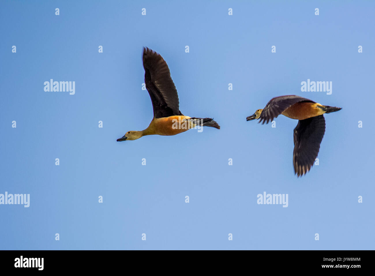 Ducks flying in formation hi-res stock photography and images - Alamy