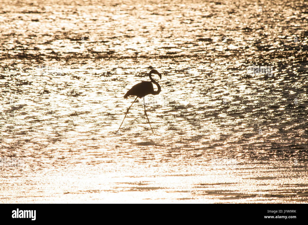 Walvis Bay lagoon, Namibia, Africa. Flamingos on the lagoon Stock Photo ...