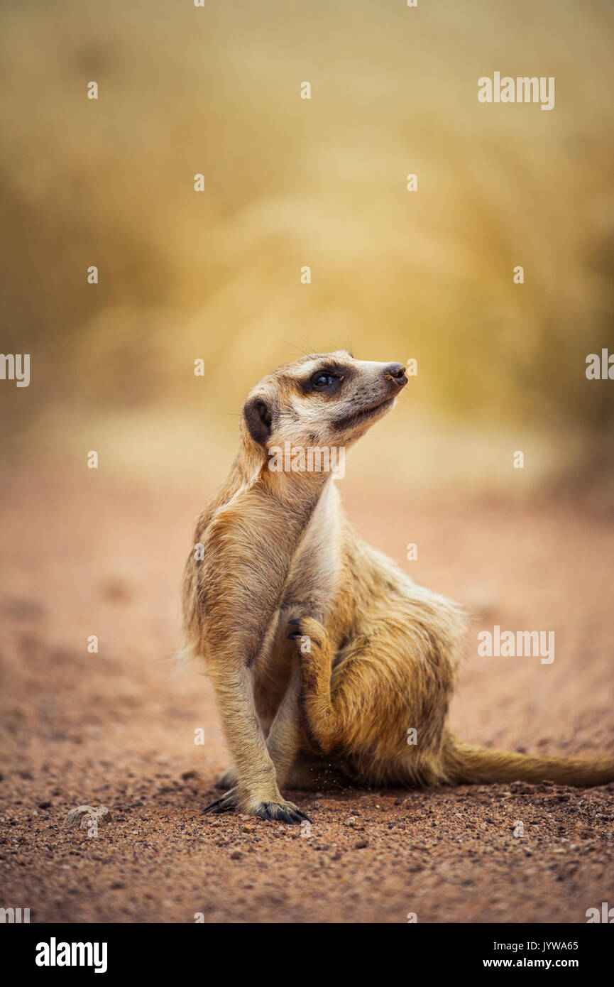 Kalahari desert, Southern Namibia, Africa. Meerkat Stock Photo - Alamy