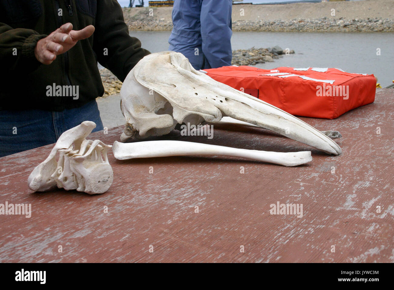 Skull of Beluga or white whale (Delphinapterus leucas) in the Hudson ...