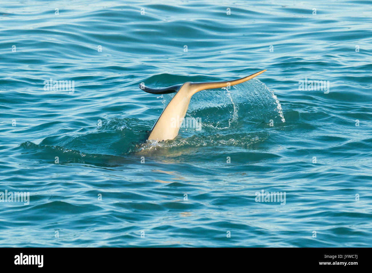 Australian Snubfin Dolphin (Orcaella heinsohni) socializing in the ...