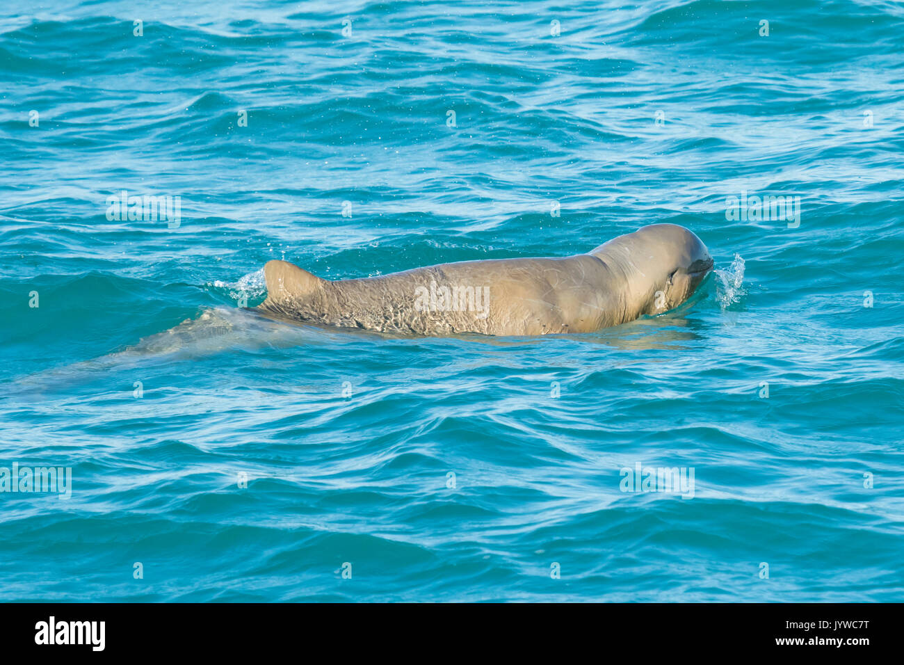 Australian Snubfin Dolphin (Orcaella heinsohni) socializing in the ...