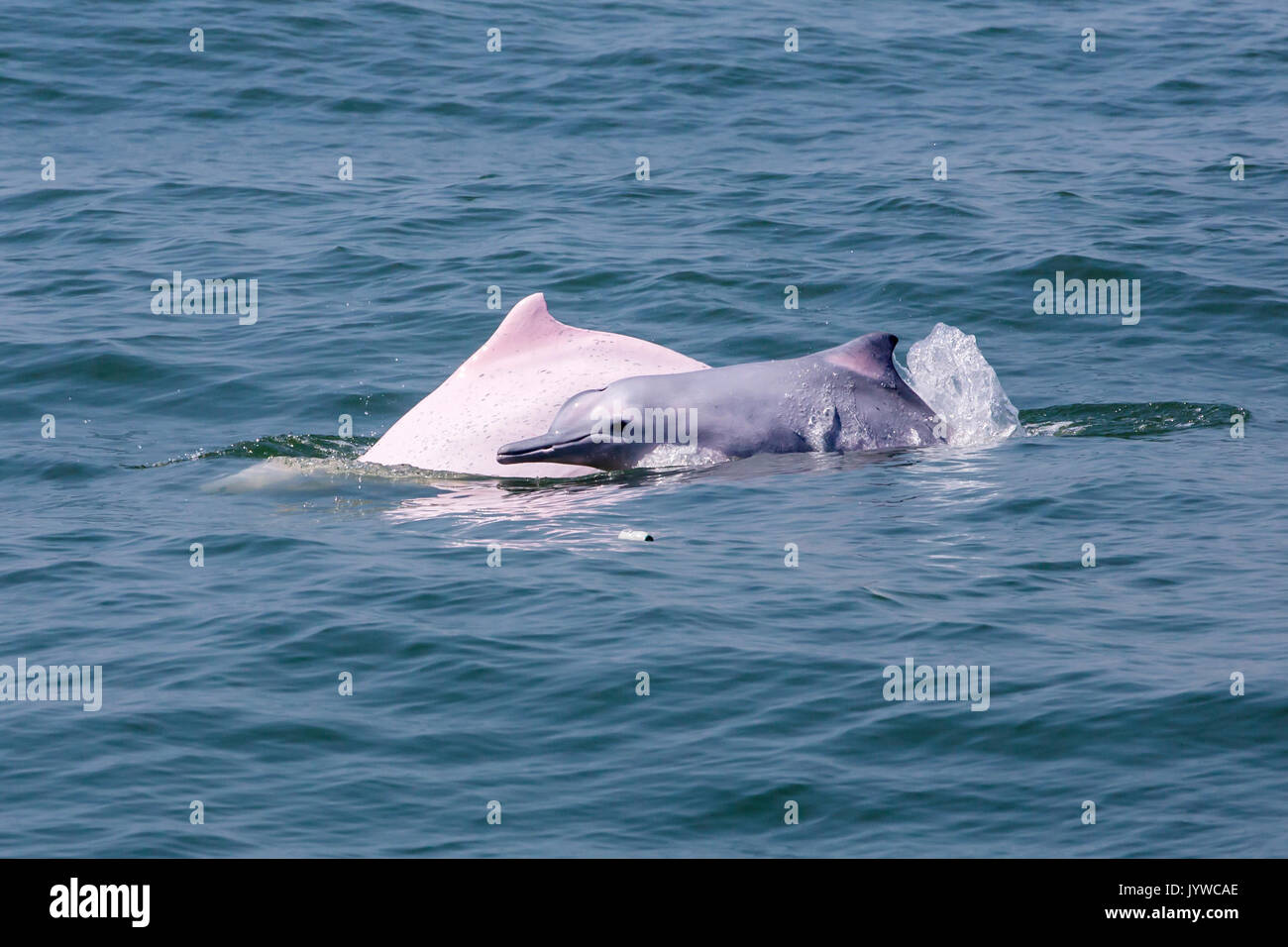 Indo pacific humpback dolphin hi-res stock photography and images - Alamy