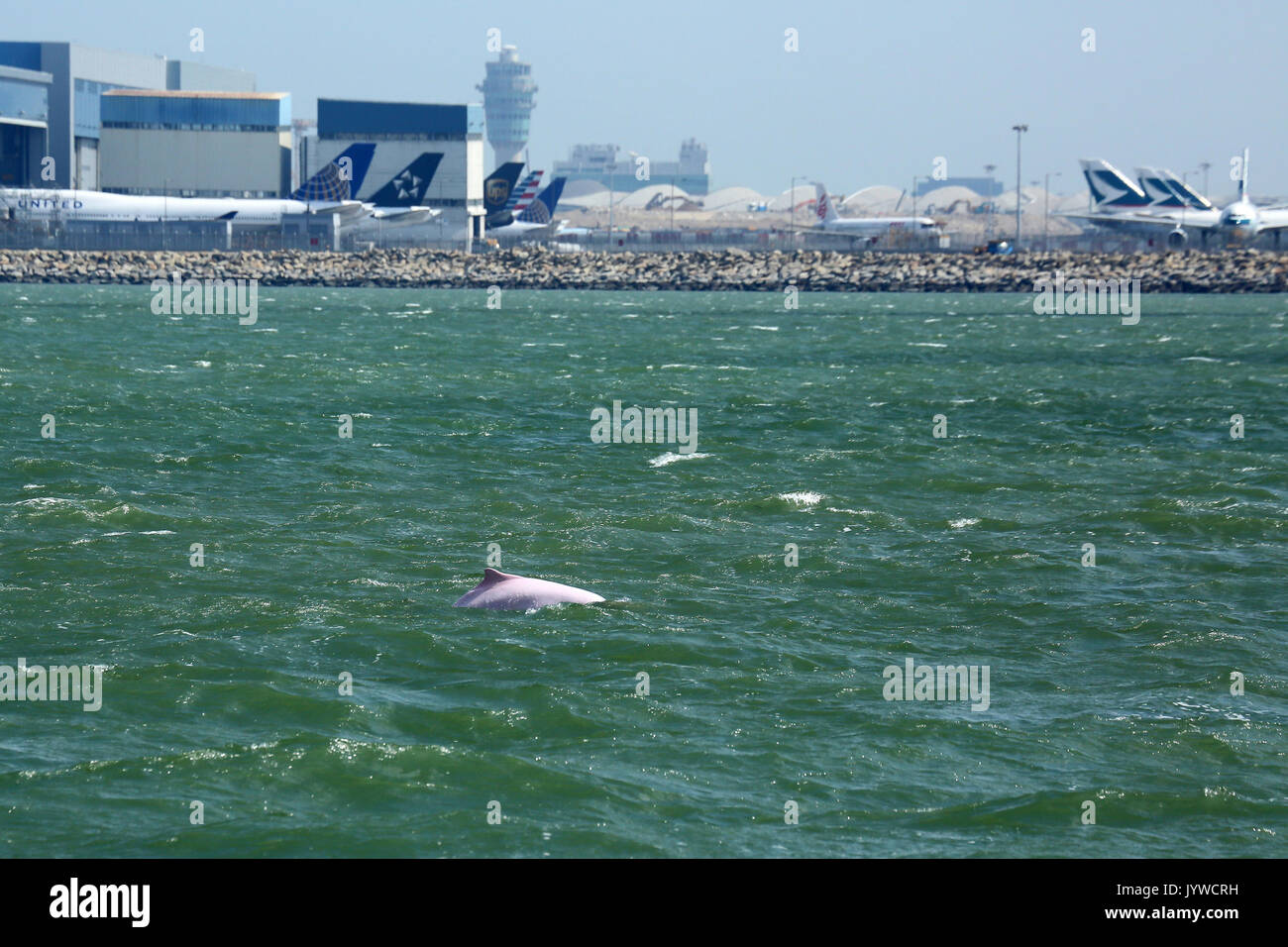 Indo-Pacific Humpback Dolphin (Sousa chinensis) in the waters to be ...