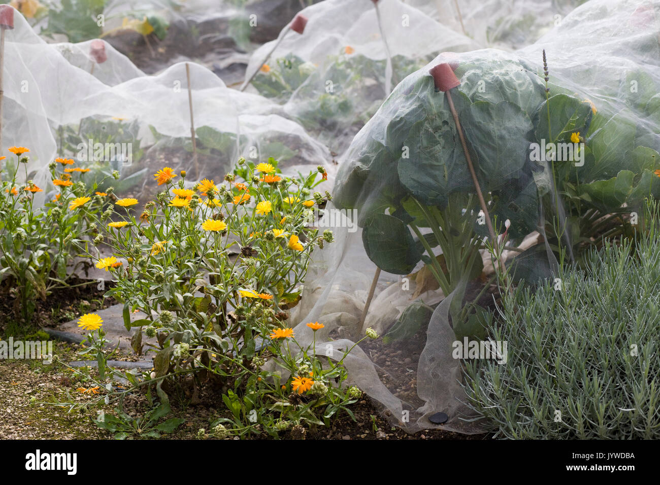 Insect Mesh over vegetables in a garden Stock Photo - Alamy