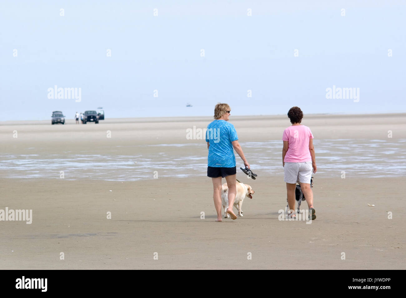 Walking the dogs on Cold Storage Beach - Dennis, MA - Cape Cod Stock ...