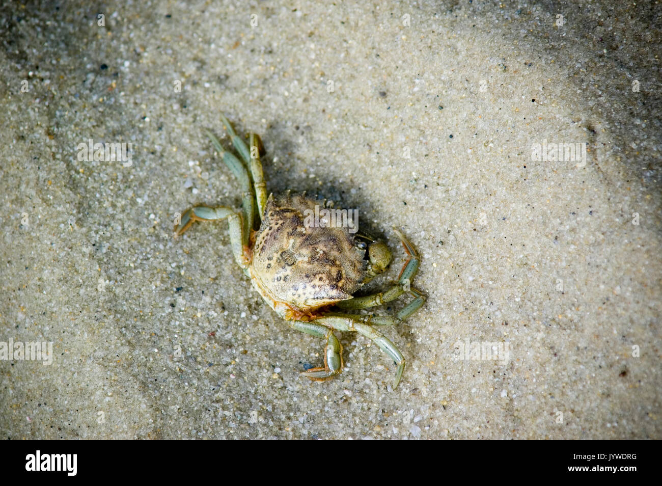 A crab on a Cape Cod Beach Stock Photo - Alamy