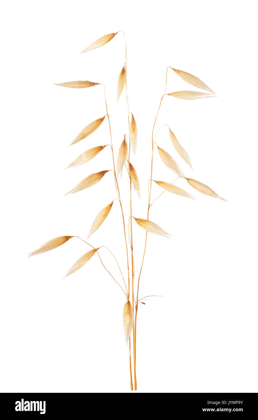 Oat ears isolated on white background with clipping path. Dry ripe oat ...
