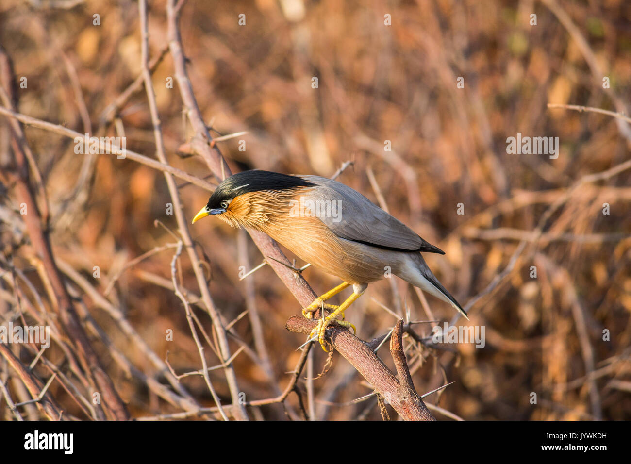 Brahminy Starling (Sturnia pagodarum Stock Photo - Alamy