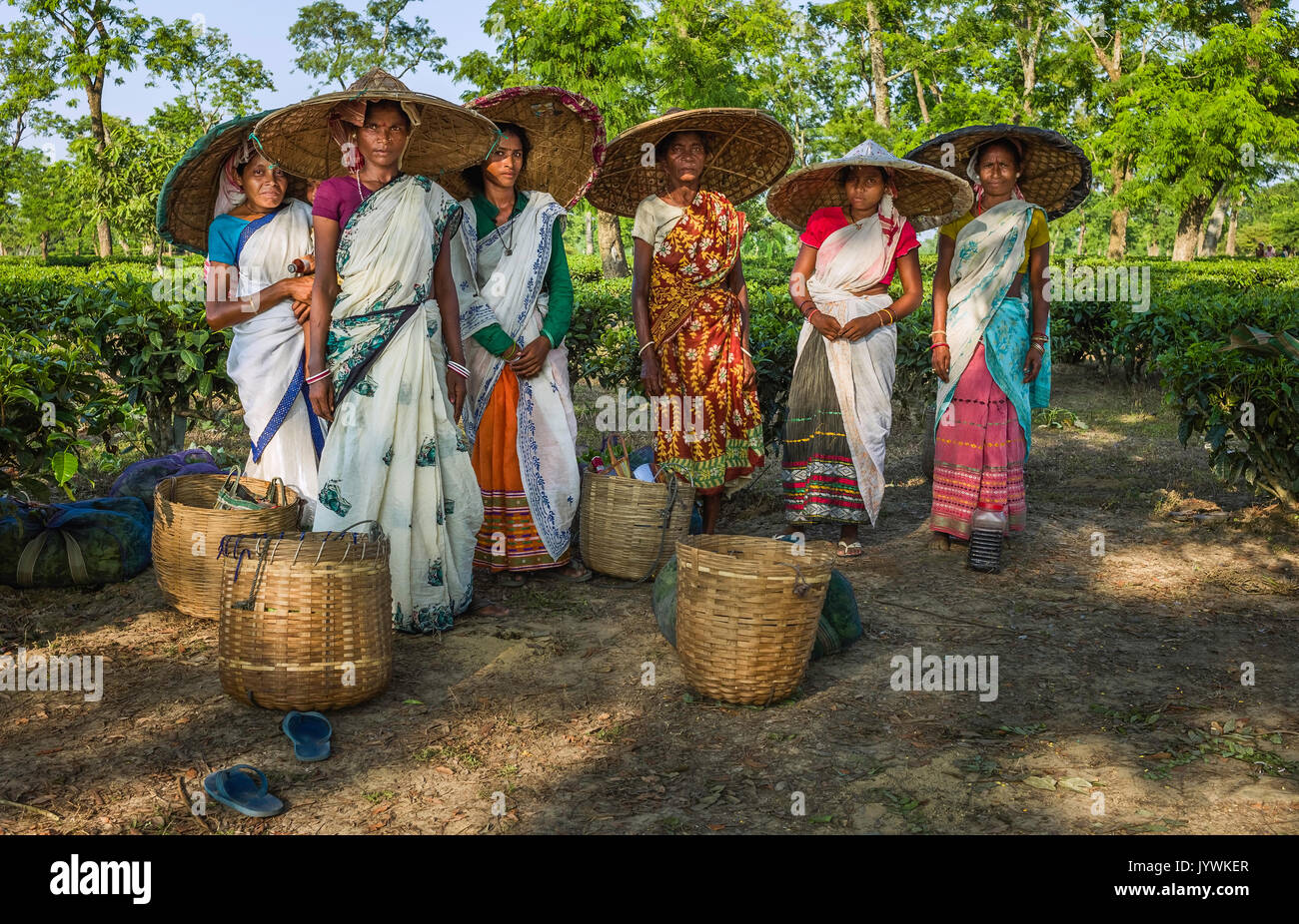 Group of tea harvesters pose for portrait in middle of tea plantation ...