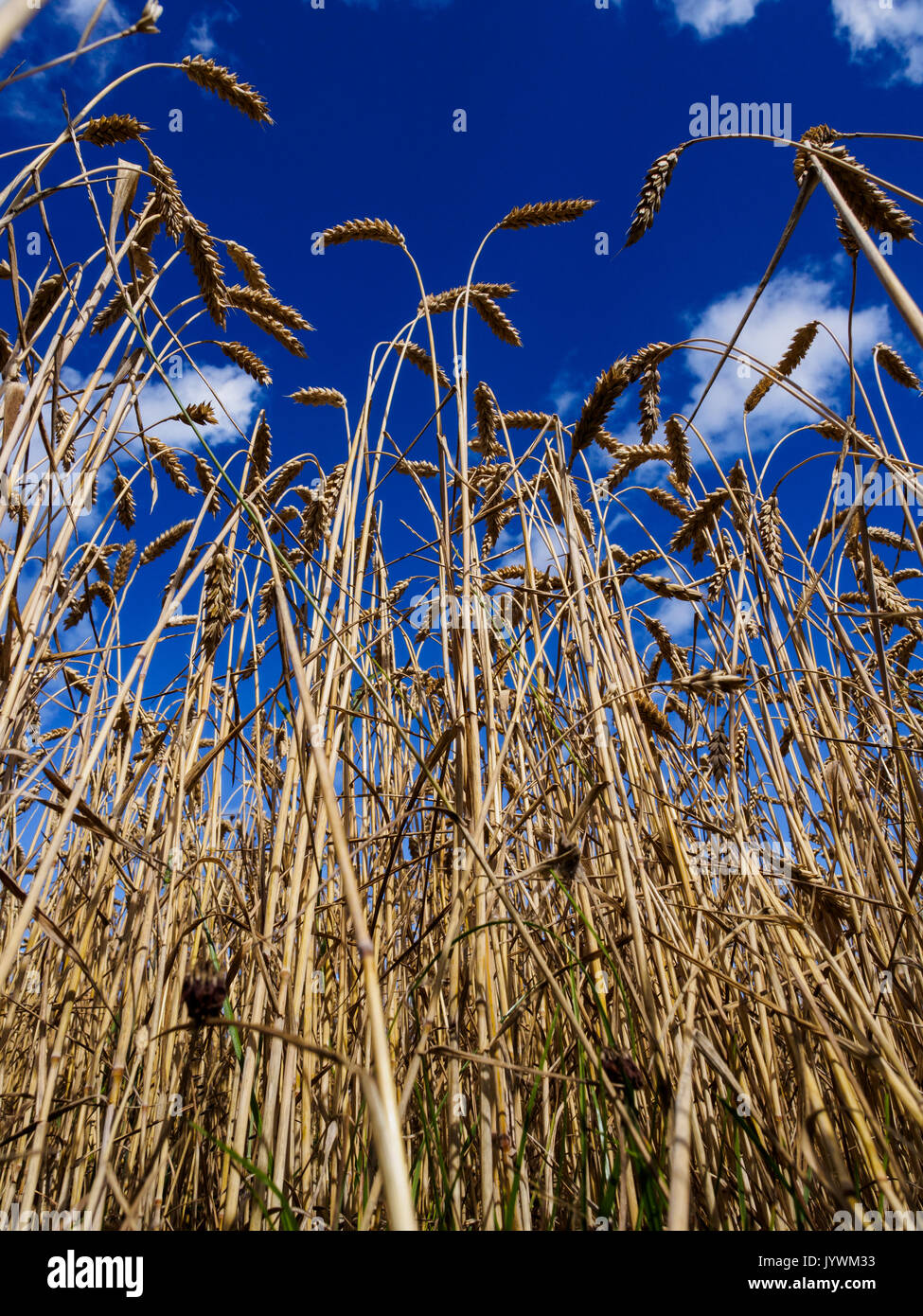 Ear of wheat Stock Photo - Alamy