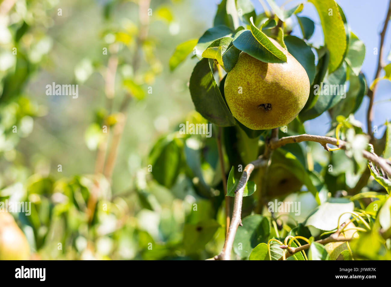 Ripening pear hi-res stock photography and images - Alamy