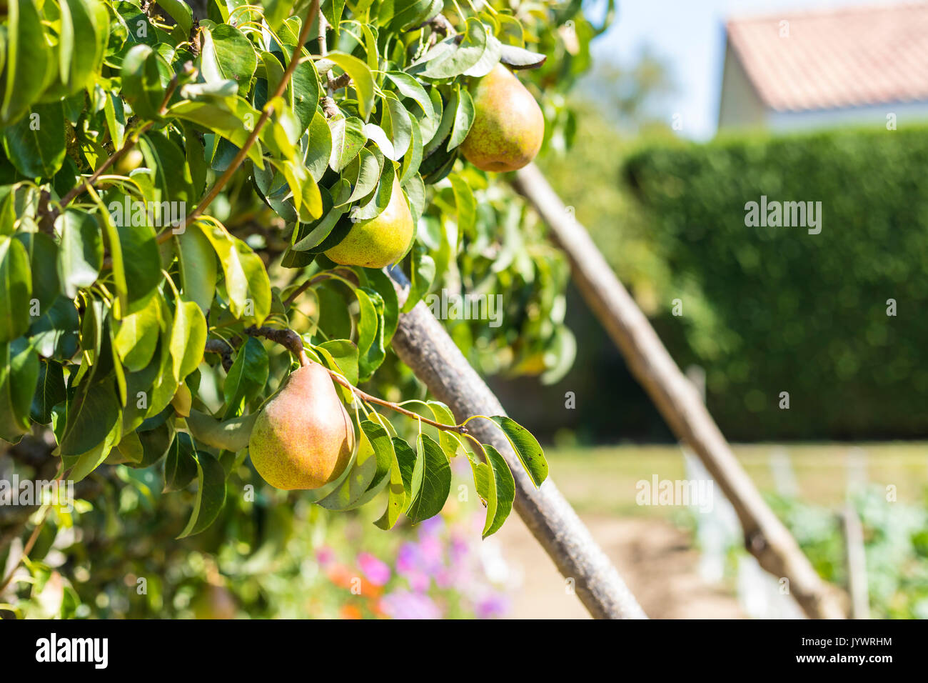 Pears in the sun hi-res stock photography and images - Alamy