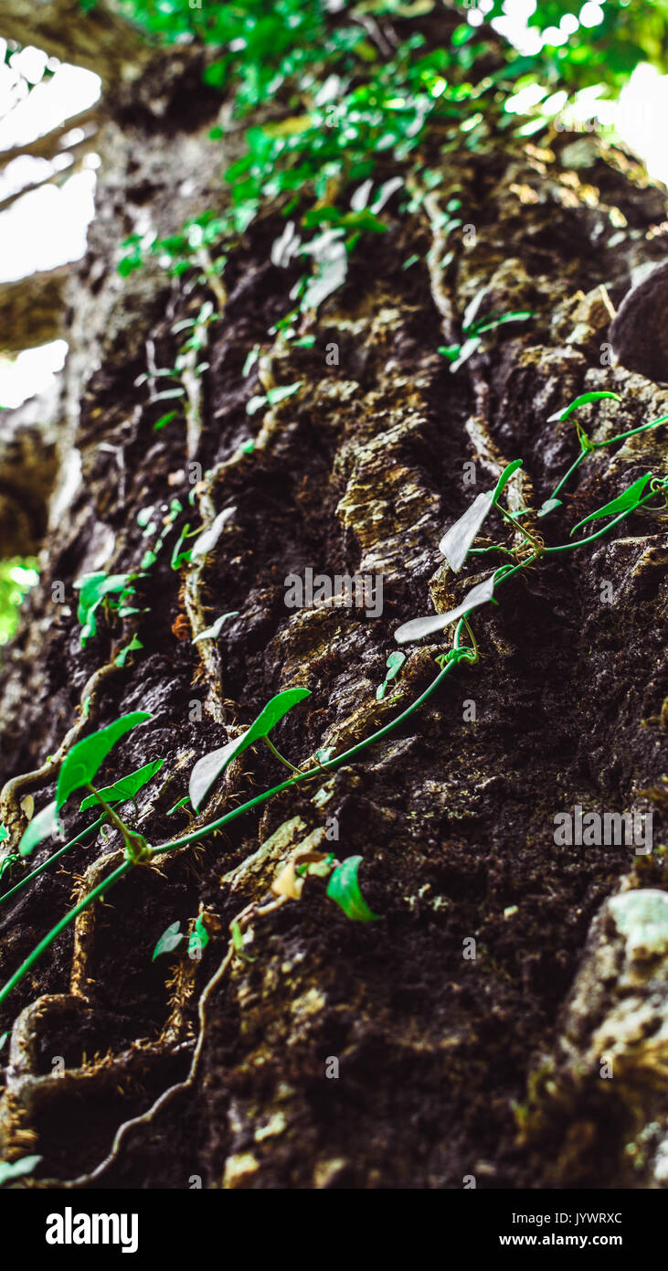 Twining Plant Stock Photos & Twining Plant Stock Images - Alamy