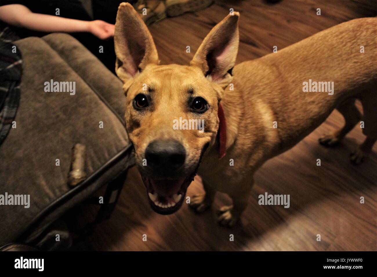 Doggo hi-res stock photography and images - Alamy
