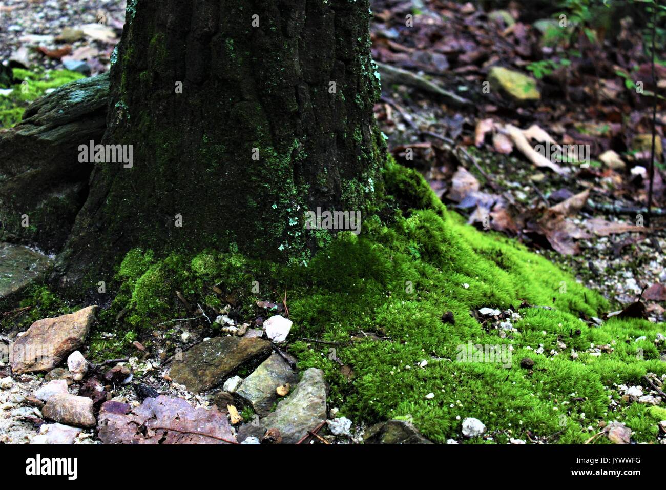 Moss at the bottom of a tree Stock Photo - Alamy