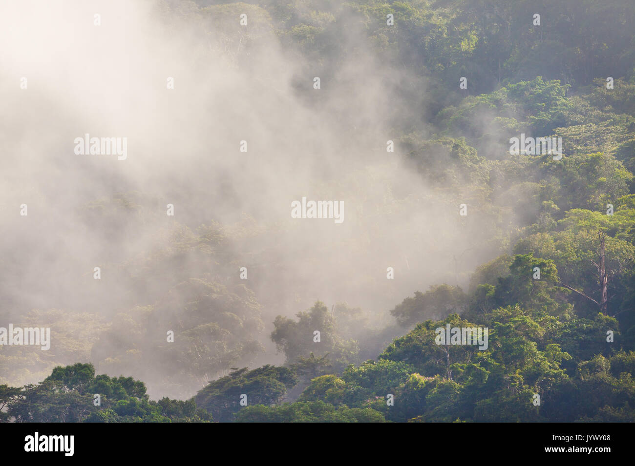 Damp rainforest at sunrise in Soberania national park, Republic of ...
