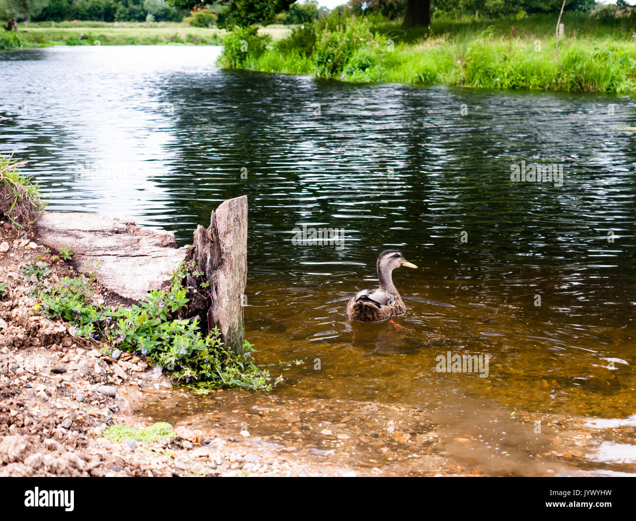 brown mallard from behind close up outside on river; England; UK Stock ...