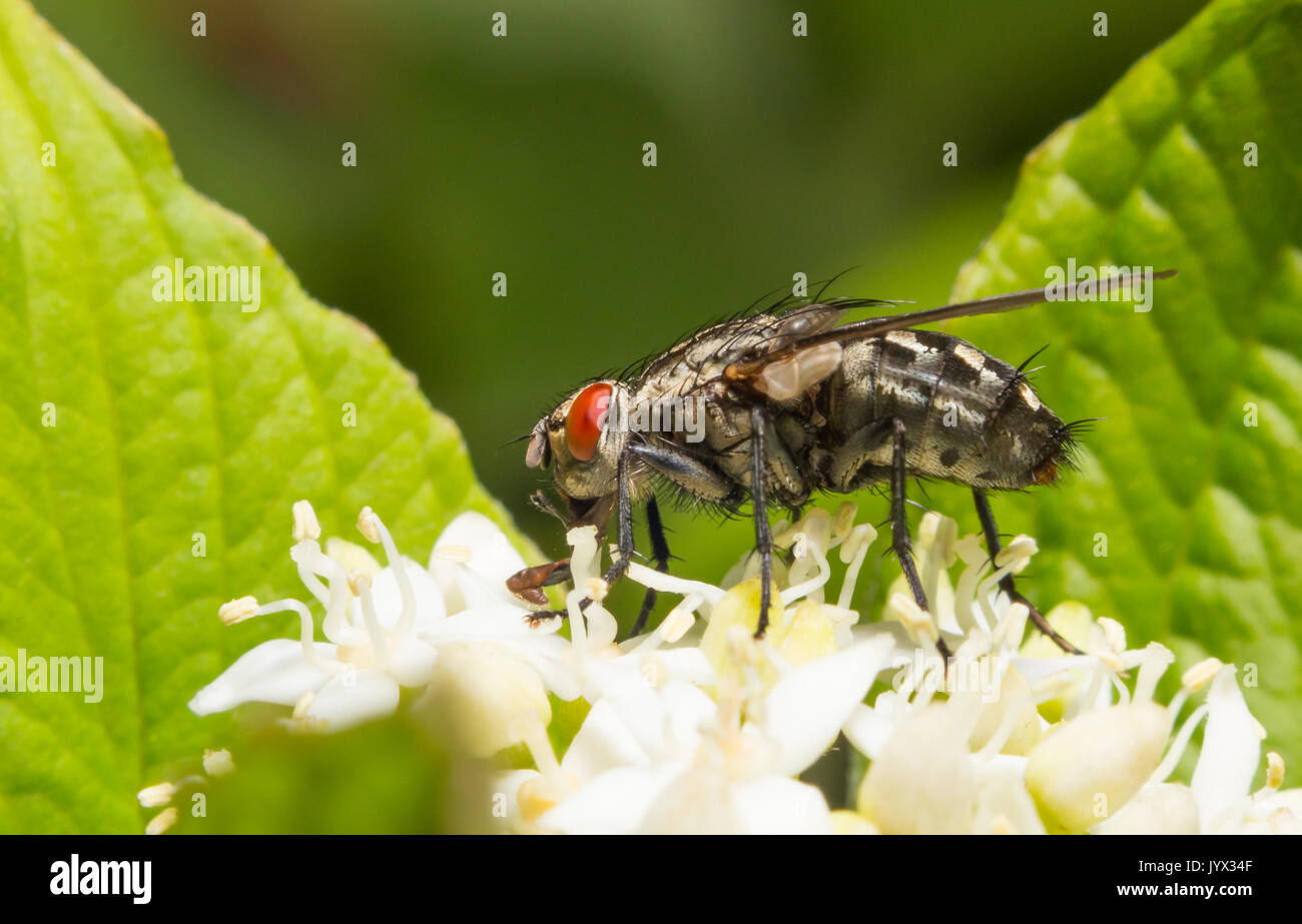 portrait of a fly Stock Photo - Alamy