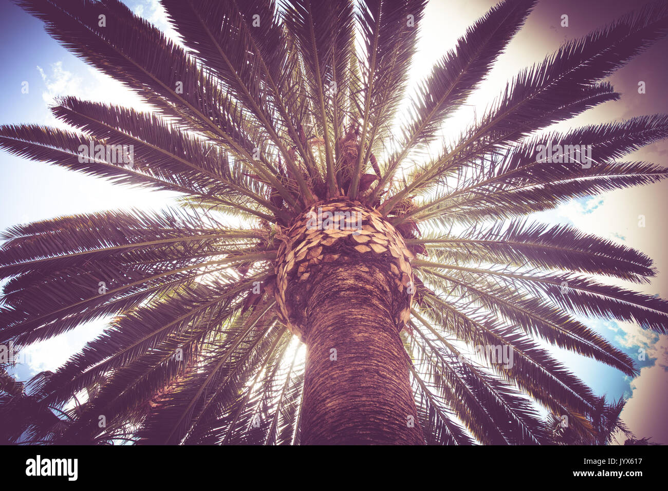 Retro palm tree hi-res stock photography and images - Alamy